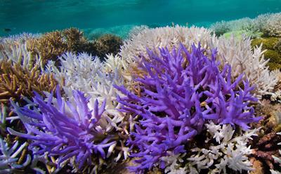 Mysterious Glowing Coral Reefs Are Fighting To Recover | University of Southampton